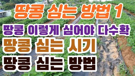 땅콩 땅콩심는 시기 땅콩 심는 방법 땅콩 다수확 하려면 이렇게 해 주세요 Youtube