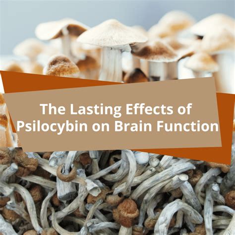 The Lasting Effects Of Psilocybin On Brain Function Sacredmeds