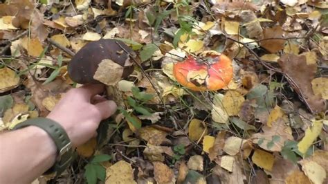 В лес по ГРИБЫ Хотя и ГРИБНИКОВ ПОЛНО но ВСЁ ЖЕ МЫ НАШЛИ ГРИБЫ Youtube