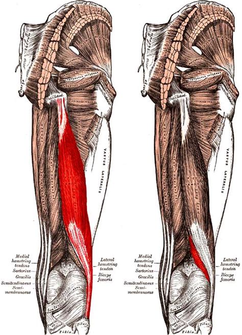 Biceps Femoris