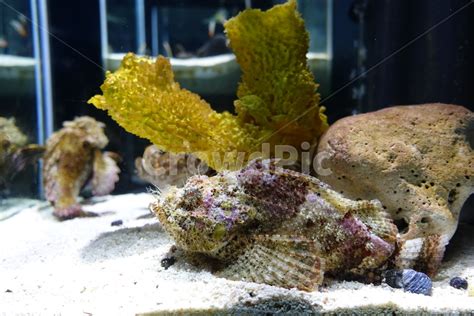 아쿠아리움 해수어 바다생물 물고기 어류 사진이미지일러스트캘리그라피 Nlux1002작가