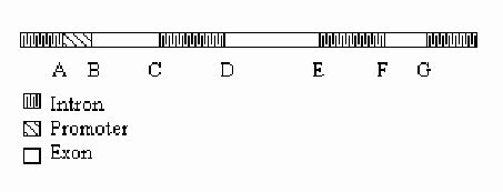 DNA Exon And Intron Sections Download Scientific Diagram