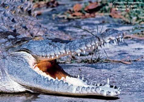 Crocodylus Intermedius The Reptile Database