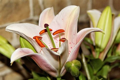 Lily Blossom Bloom Free Photo On Pixabay Pixabay Lily Blossom Bloom Free Photo On Pixabay Pixabay