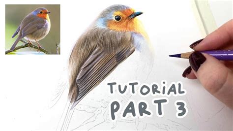 How To Draw A Realistic Robin Coloured Pencil Tutorial Part Colored Pencil Techniques