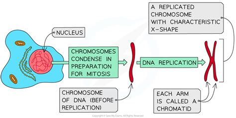 Chromosomes Grade 9 Understanding For Igcse Biology 315 Genetics