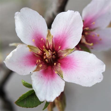 Almond Prunus Dulcis Plant Care And How To Grow Water