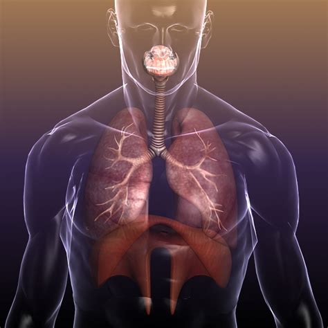 Respiratory System Lungs In A Human Body 3D Model FlatPyramid