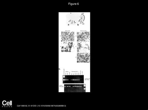 Volume 92 Issue 1 Pages January 1998 Ppt Download
