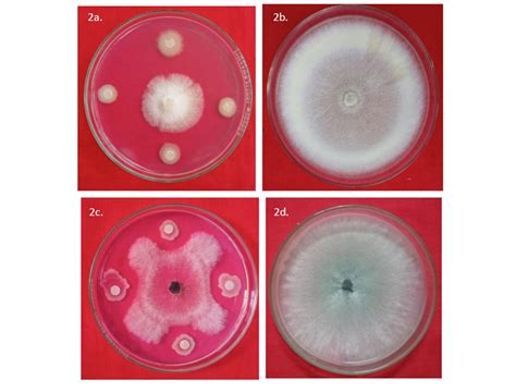 Efficacy Of Formulations Of Pseudomonas Spp A Potential Biopesticide
