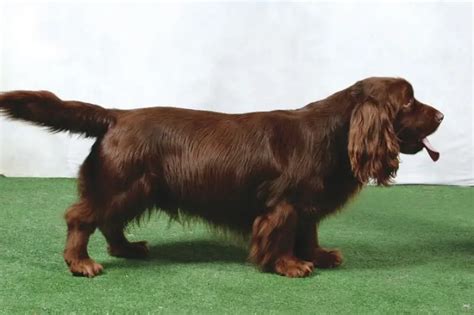 Chó Sussex Spaniel Có Nguồn Gốc Từ đâu Đặc điểm Và Cách Chăm Sóc