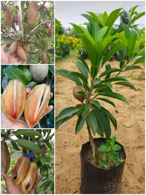 Asnogmulda Long Chikoo Plant Grafted Thai Variety Plant Height 2 3