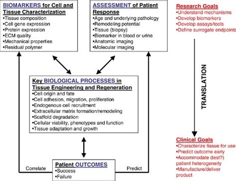 Paradigm For Translating Research In Heart Valve Tissue Engineering Download Scientific Diagram