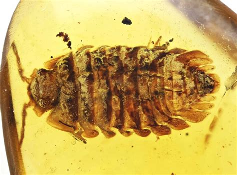 Detailed Terrestrial Crustacean Isopod Fossil Inclusion In Etsy