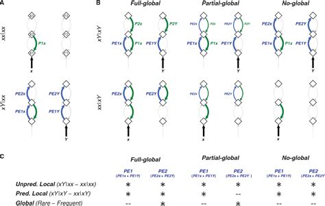 Figure 2 From Large Scale Cortical Netw Orks For Hierarchical