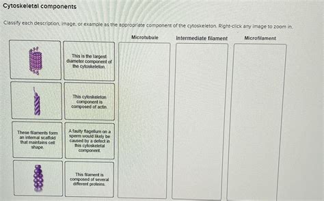 solved cytoskeletal componentsclassify each description