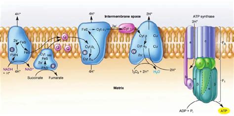 Electron Transport Chain Diagram Electron Transport Chain