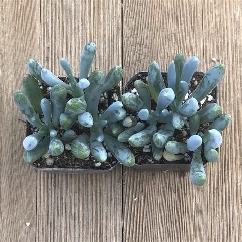 Mini Blue Chalk Sticks Succulent Senecio Serpens Succulents Garden
