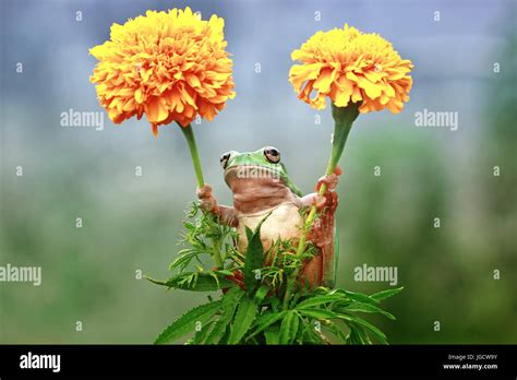 Dumpy Tree Frog Holding On To Two Flowers Indonesia Stock Photo Alamy