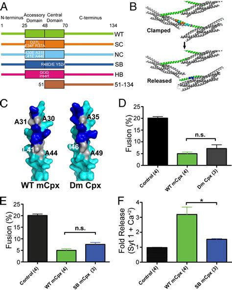 Figure From Genetic Analysis Of The Complexin Trans Clamping Model For Cross Linking SNARE