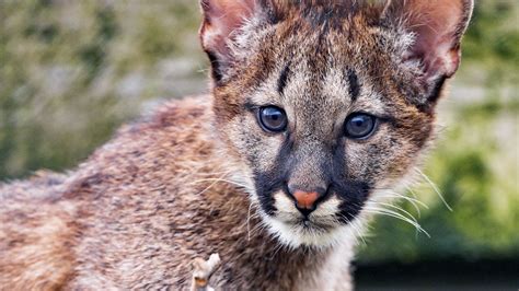 Wallpaper Cougar Cub Cute Look Hd Picture Image