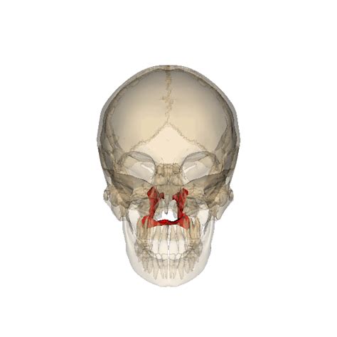 Maxillary Bones Unlabeled