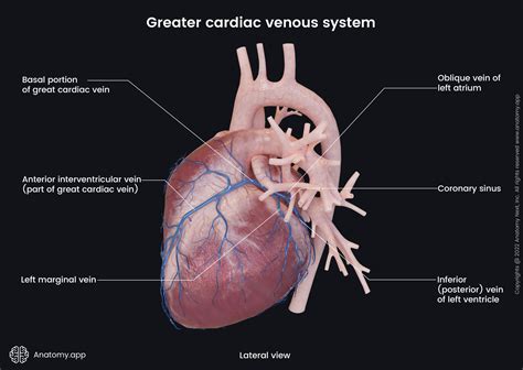 Cardiac Heart Model Anatomy Order Sales Th