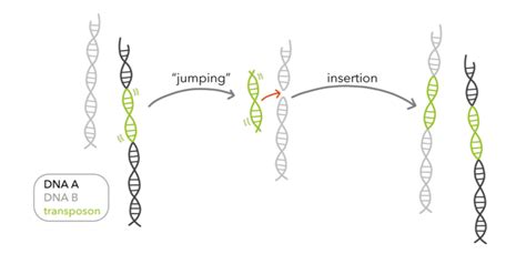 Transposable Elements Definition Characteristics Classification