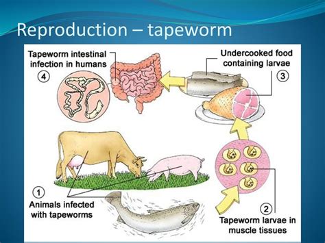 Unsegmented Worms Flatworms And Roundworms Ppt Download