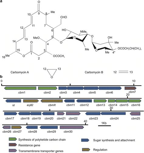 Structure Of Carbomycins And Organization Of The Spiramycin Partial