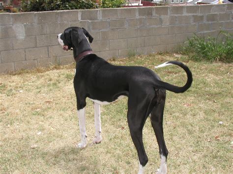 Безплатна снимка гръбначен куче порода куче пазач дог куче като бозайник хищници