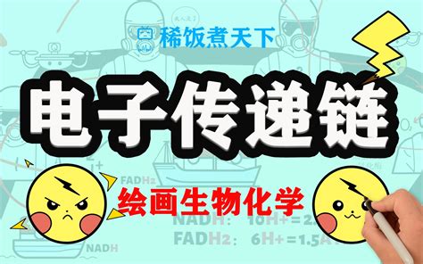【绘画生物化学】电子传递链 氧化磷酸化 细胞呼吸 稀饭煮天下 稀饭煮天下 哔哩哔哩视频