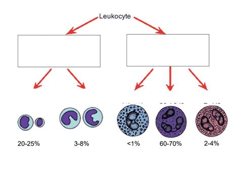 Agranular Vs Granular Diagram Quizlet