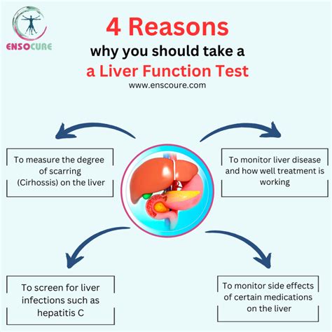 Liver Function Test Understanding And Reading Parameters Of An LFT Ensocure