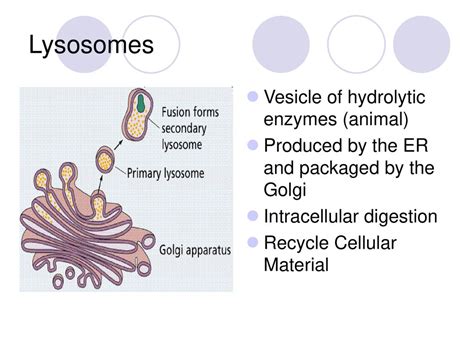 Why Do Hydrolytic Enzymes Need To Be Inside A Vesicle At Caitlyn Lavater Blog