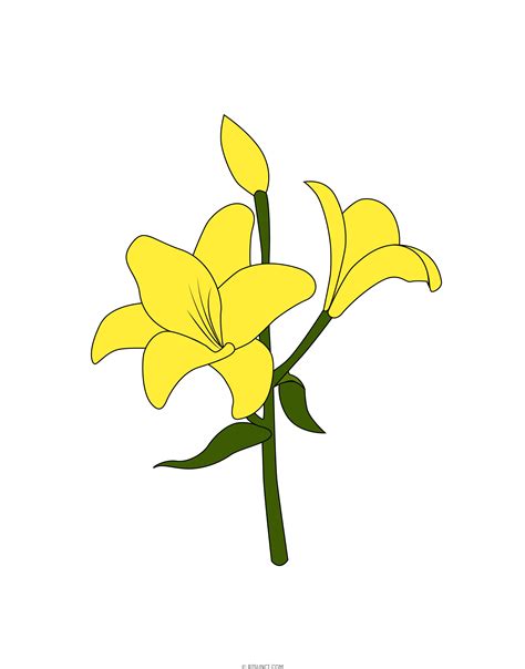 Как нарисовать лилию поэтапно 🖌 Рисунки карандашом поэтапно