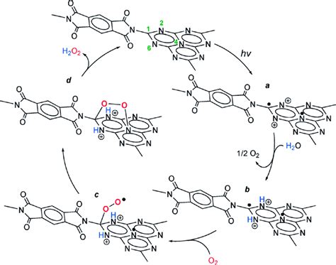 Proposed Mechanism For H O Generation Adapted With Permission From Download Scientific