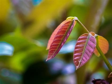 Leaf Branch Macro Free Photo On Pixabay Pixabay
