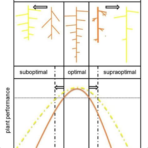 Schematic Overview Of The Effect Of Root Zone Temperature On Plant Download Scientific