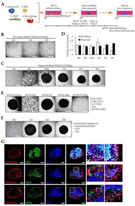 Cells Free Full Text Generation Of Fibrotic Liver Organoids Using Hepatocytes Primary Liver