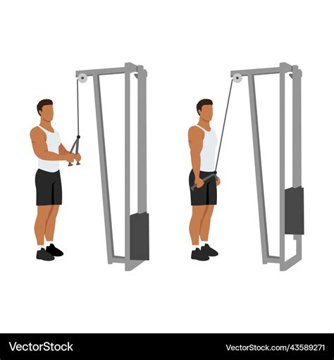 Man Doing Cable Rope Pushdown Exercise Royalty Free Vector