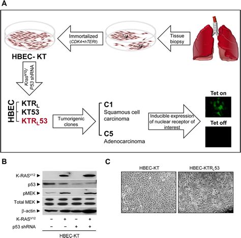 Characterization Of Human Bronchial Epithelial Cells A Schematics To Download Scientific