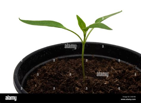 Seedling In A Pot On A White Background Stock Photo Alamy