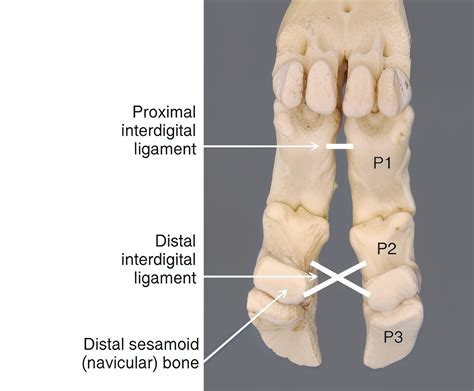 Sesamoid Bones Structure