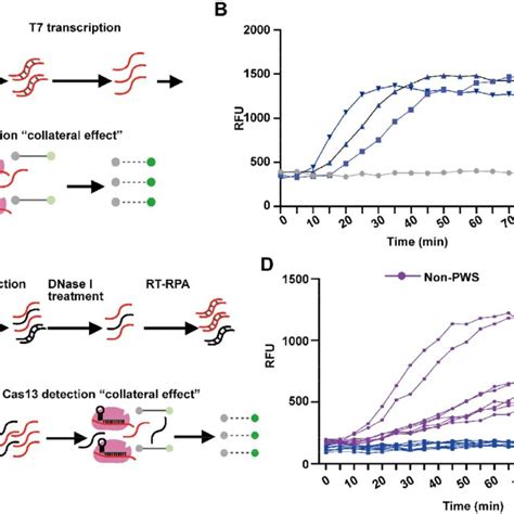 Detection Of Sno Lncrna3 Rna By Crispr Mhdcas13c System A Schematic Download Scientific