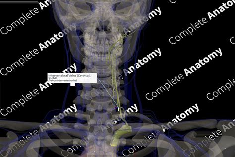 Intervertebral Veins Cervical Right Complete Anatomy