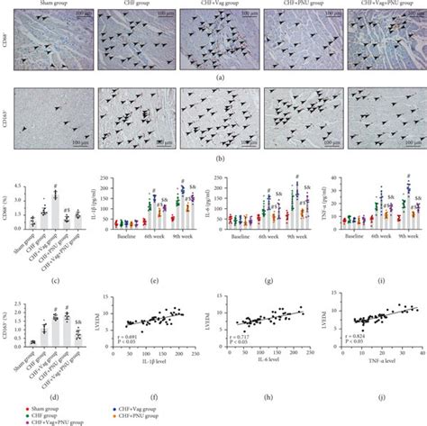Effects Of Cholinergic Elicitation On Systemic Inflammation And Cardiac Download Scientific