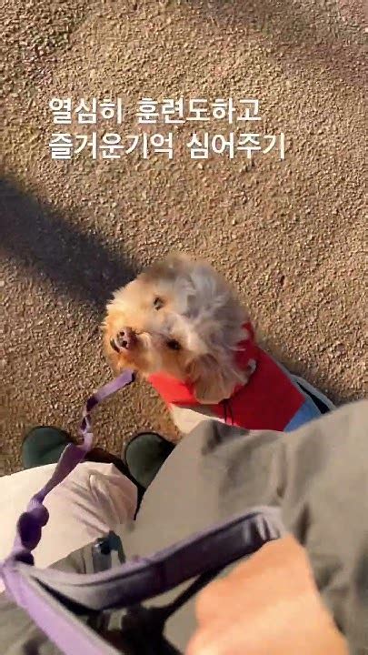 강아지만 보면 사납게 짖는강아지 Youtube