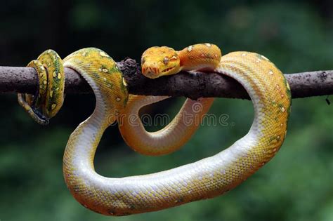 green tree python juvenile closeup head on branch with black background
