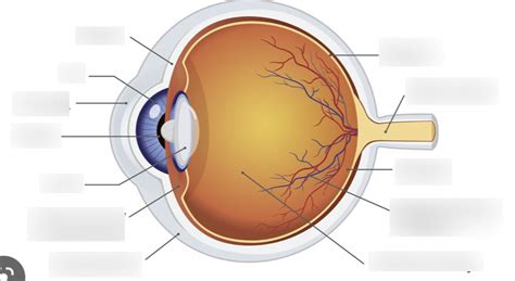 W2 3 Stimulus Identification Processing Visual Info Interceptive Control Diagram Quizlet